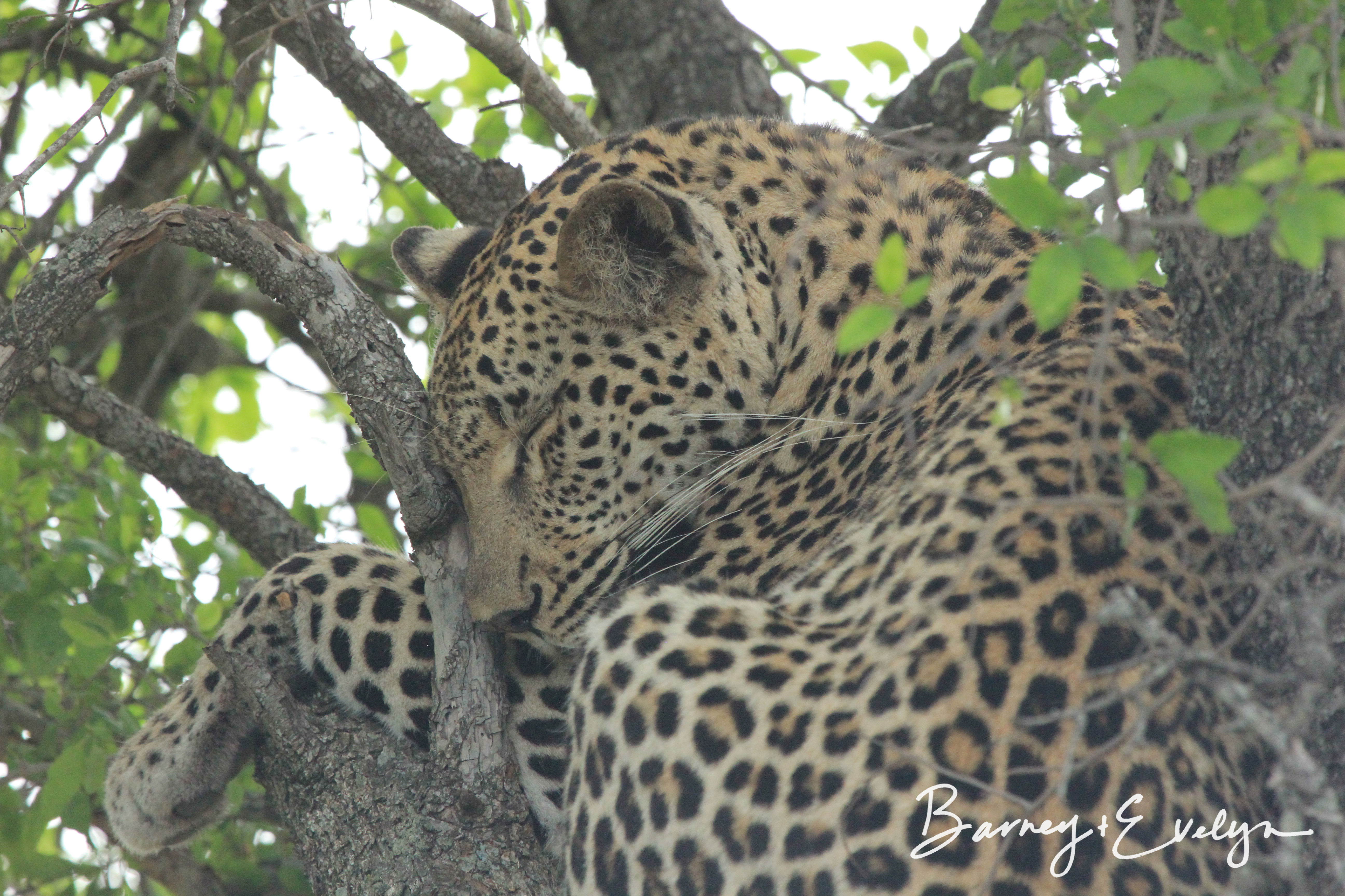 sleeping leopard - Barney and Evelyn